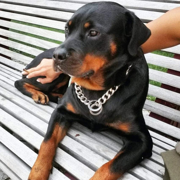 PET Cuban (Slip-Chain) Collars – Molly International