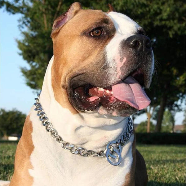 PET Cuban (Slip-Chain) Collars – Molly International